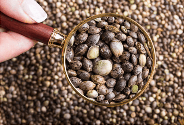 How to identify if a cannabis seed is good or bad?