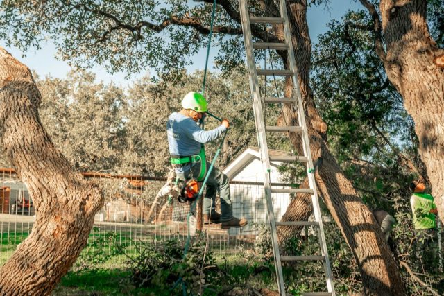 What Experts Know About Tree Care That You Don't